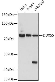 DDX55 Antibody (CAB20170)