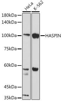 HASPIN Antibody (CAB20180)