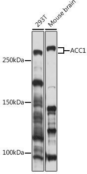 ACC1 Antibody - Human,Mouse WB, ELISA | Assay Genie