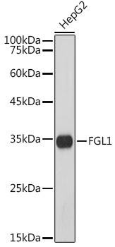 FGL1 Monoclonal Antibody (CAB20335)