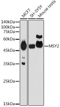 MSY2 Antibody - Human,Mouse WB, ELISA | Assay Genie
