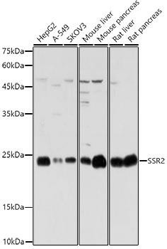 SSR2 Antibody - Human,Mouse,Rat | Assay Genie