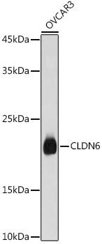CLDN6 Antibody - Human,Mouse,Rat WB, ELISA | Assay Genie