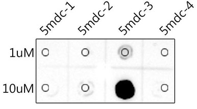 5-Methylcytosine (5mC) Antibody | Assay Genie