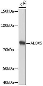 ALOX5 Antibody - Human,Mouse,Rat | Assay Genie