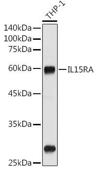 Anti-IL15RA Antibody | Suitable for WB | Highly Sensitive
