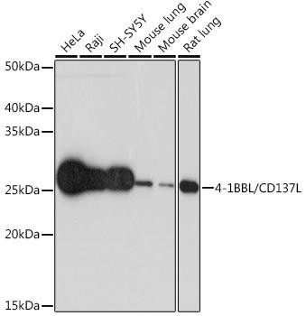 4-1BBL/CD137L Antibody - Human,Mouse,Rat | Assay Genie