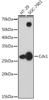 Anti-Cdx1 Antibody | Suitable for WB | Highly Sensitive