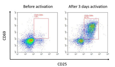 Mouse CD3/CD28 T Cell Activation Beads