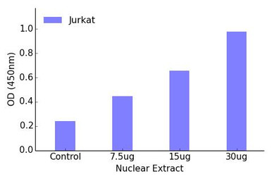 RFX2 Transcription Factor Activity Assay (TFAB00156)