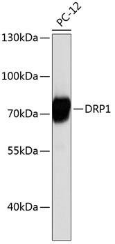 DRP1 Antibody (CAB0650)
