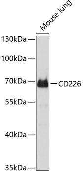 CD226 Antibody - Mouse WB, ELISA | Assay Genie