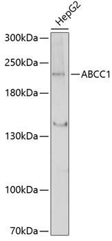 ABCC1 Antibody (CAB11153)