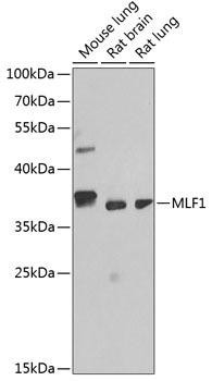 MLF1 Antibody (CAB13329)