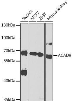 ACAD9 Antibody - Human,Mouse,Rat WB, ELISA | Assay Genie
