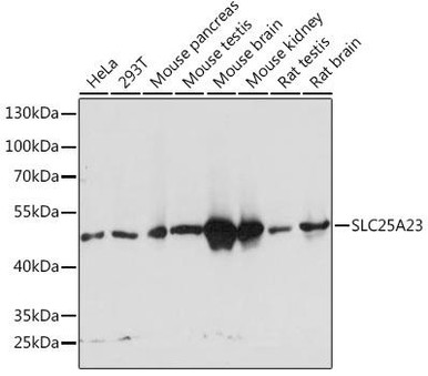 Anti-SLC25A23 Antibody (CAB14352) | WB, IF