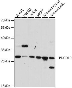 [KO Validated] PDCD10 Antibody (CAB15400)