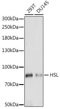 Anti-HSL Antibody (CAB15686) | WB