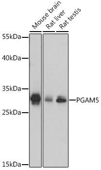 PGAM5 Antibody - Human, Mouse, Rat Research | Assay Genie