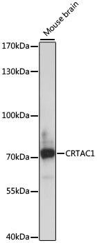 CRTAC1 Antibody - Mouse WB, ELISA | Assay Genie