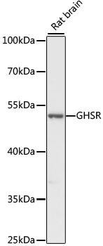 GHSR Antibody - Mouse,Rat WB, ELISA | Assay Genie