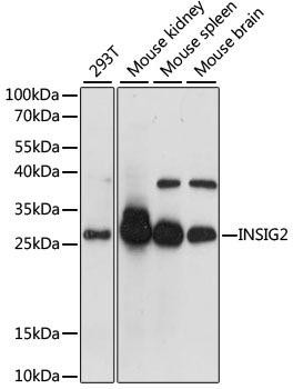 INSIG2 Antibody - Human,Mouse,Rat | Assay Genie