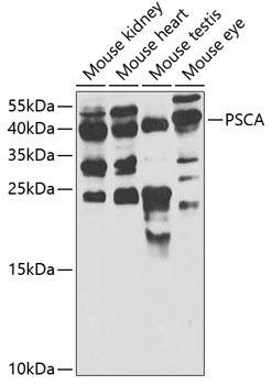 PSCA Antibody - Human WB, ELISA | Assay Genie