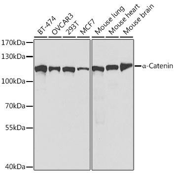[KO Validated] alpha-Catenin Antibody | Assay Genie