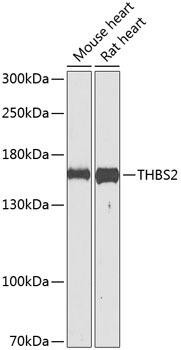 THBS2 Antibody - Human,Mouse,Rat WB, ELISA | Assay Genie