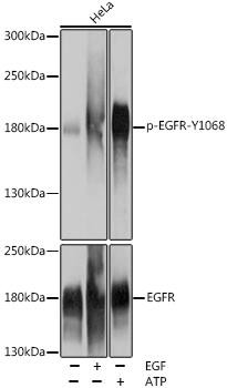 Phospho-EGFR-Y1068 Antibody - Human,Mouse | Assay Genie