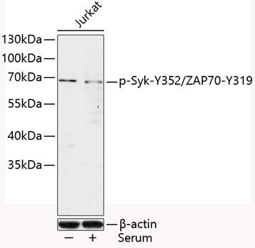 Phospho-Syk-Y352/ZAP70-Y319 Antibody - Human | Assay Genie