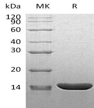 Mouse TNF-alpha/TNFA Recombinant Protein ( (Active) (RPES3592)