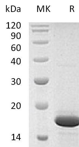 Human FGF-2/FGFb Recombinant Protein (aa 143-288) (Active) (RPES3975)