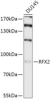 Anti-RFX2 Antibody (CAB17525) | WB