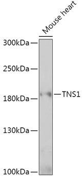 TNS1 Antibody - Mouse WB, ELISA | Assay Genie