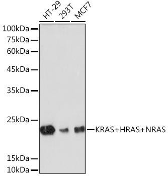 KRAS+HRAS+NRAS Monoclonal Antibody (CAB19779)