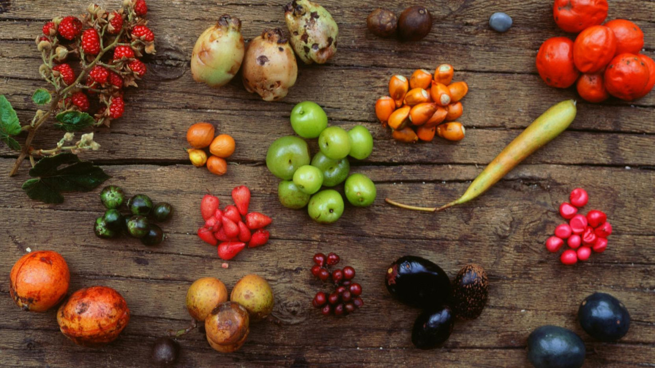 Guide to Australian Bush Tucker: 10 Ingredients Used in Traditional ...