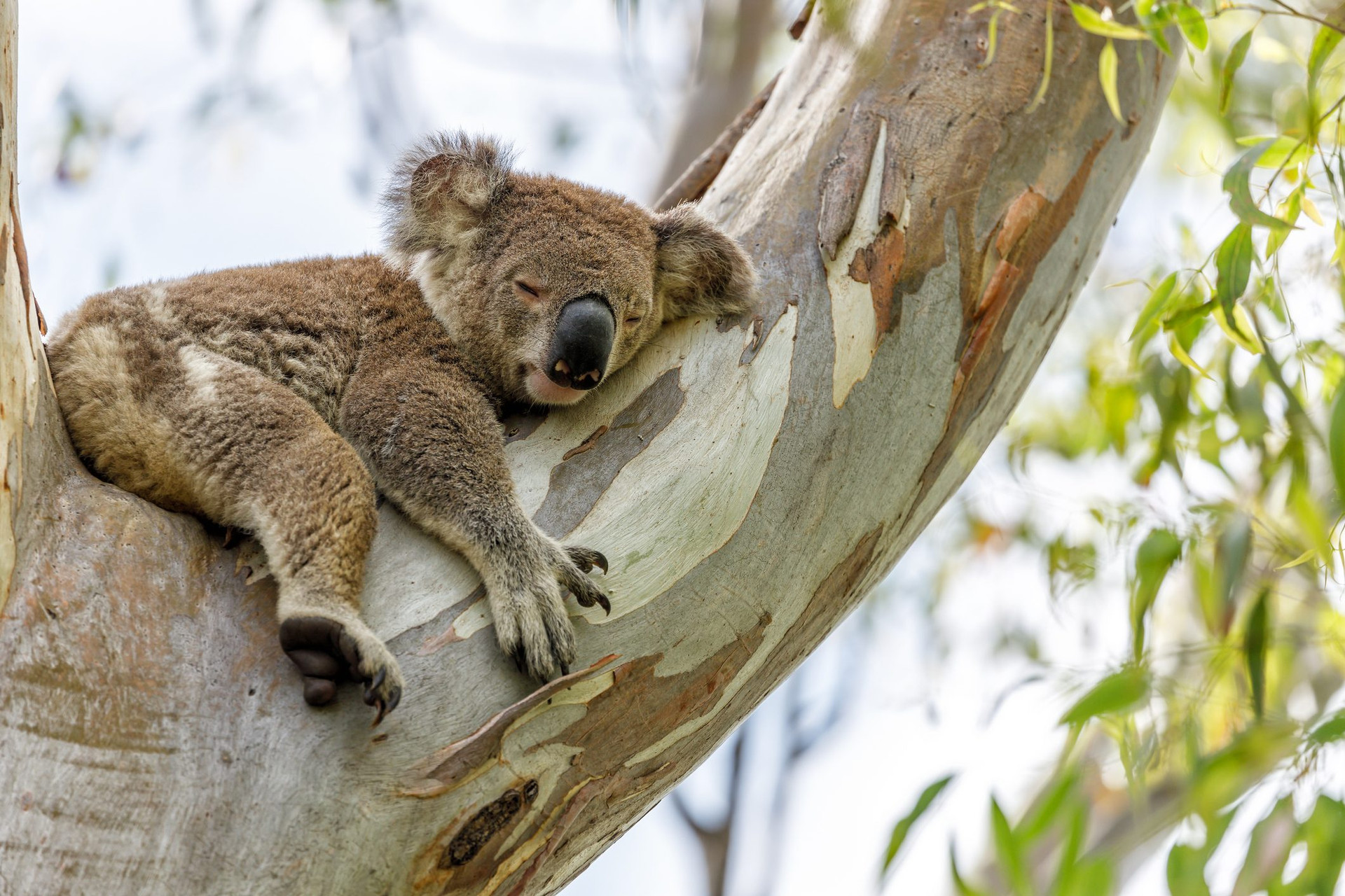 10 Interesting Facts You Didn't Know About Koalas - AussieVibes