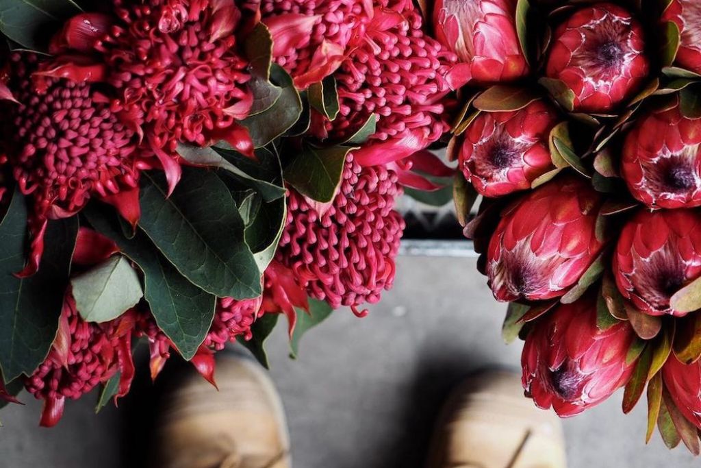 Waratah: 4 things you didn’t know about the iconic flower - AussieVibes