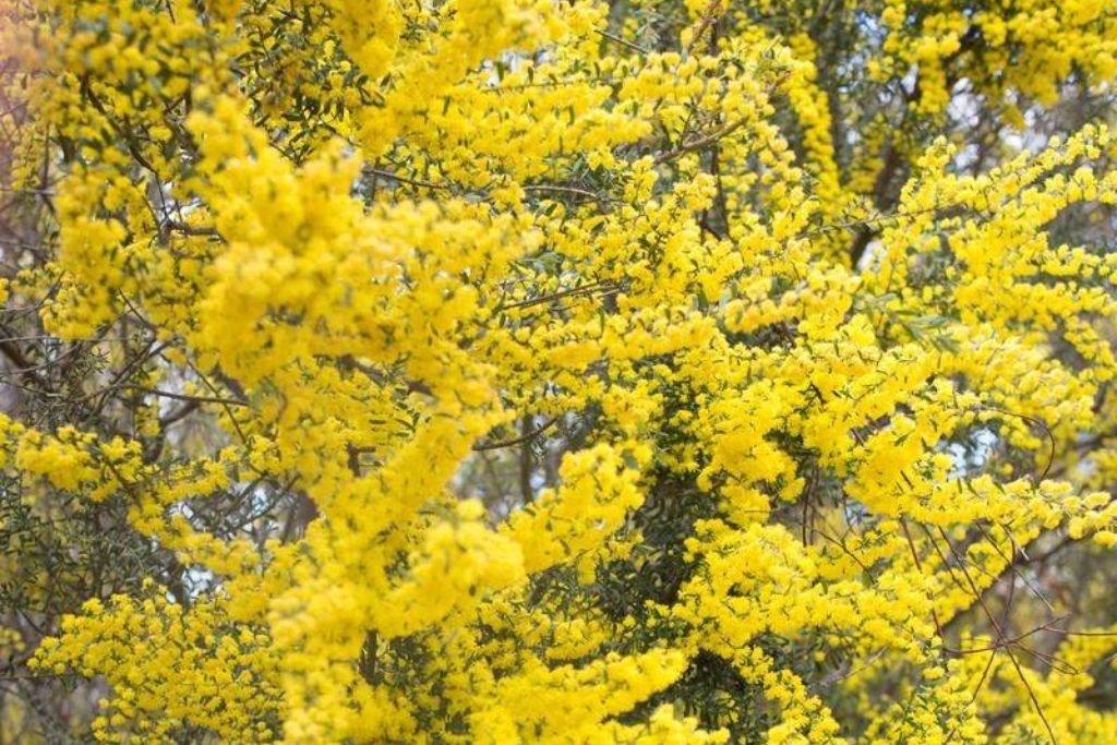 Golden Wattle: 11 Facts About Australia’s National Flower - AussieVibes