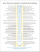 Chiropractic Spinal Nerve Chart | Nerve Function Chart