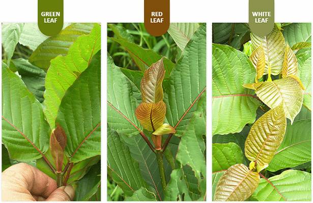 What Is Kratom? - Learn What Kratom Is Now