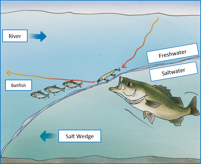 Salt Wedge - Lure Fishing for Bass