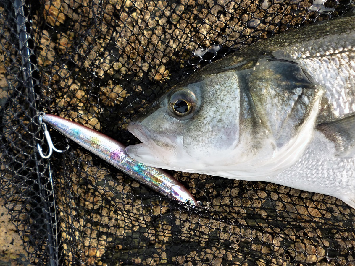The Small Surface Bass Lures I Use – When and How... - Lure Fishing for ...
