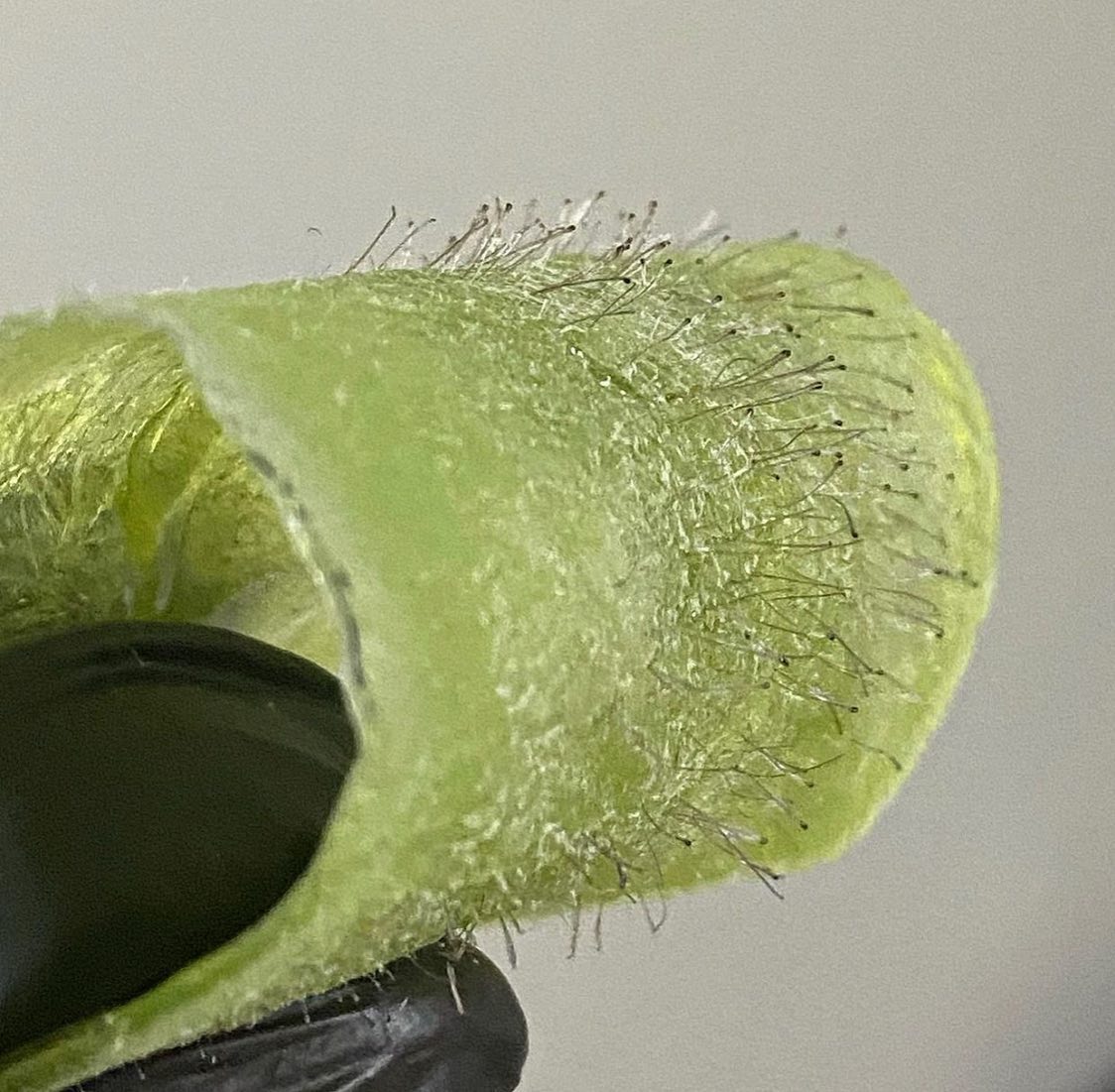 Unlocking the Benefits: Brazilian Waxing and Its Advantages - BrazCare