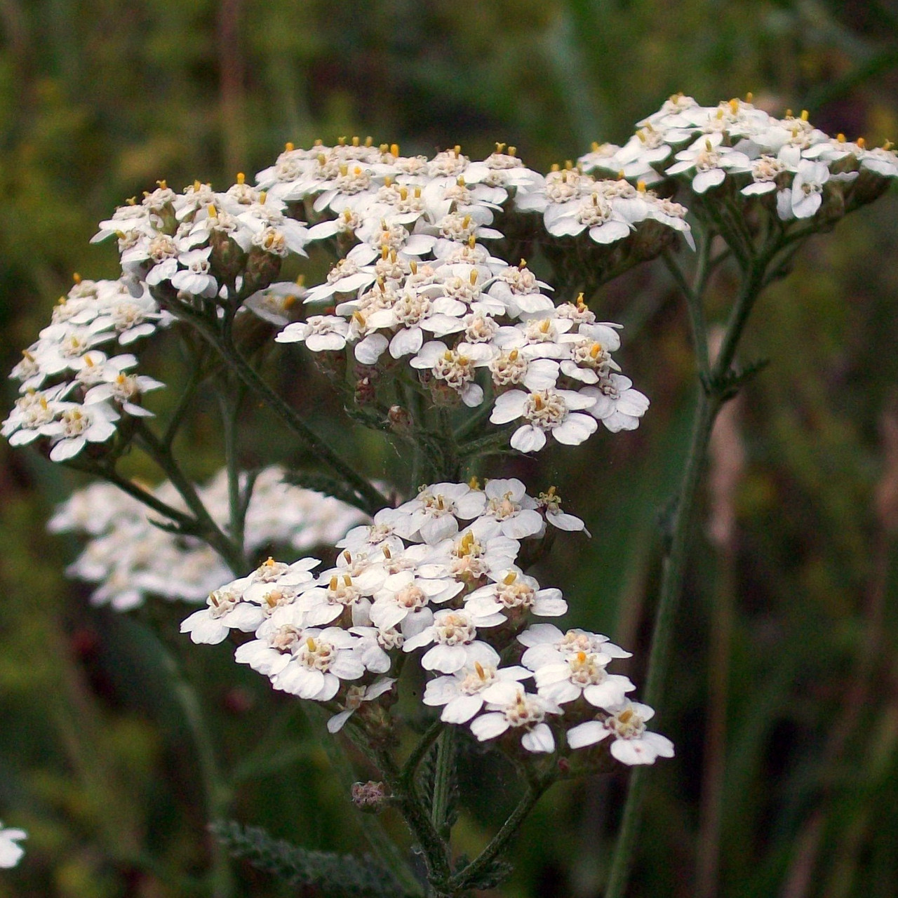 Common Yarrow (Achillea millefolium)