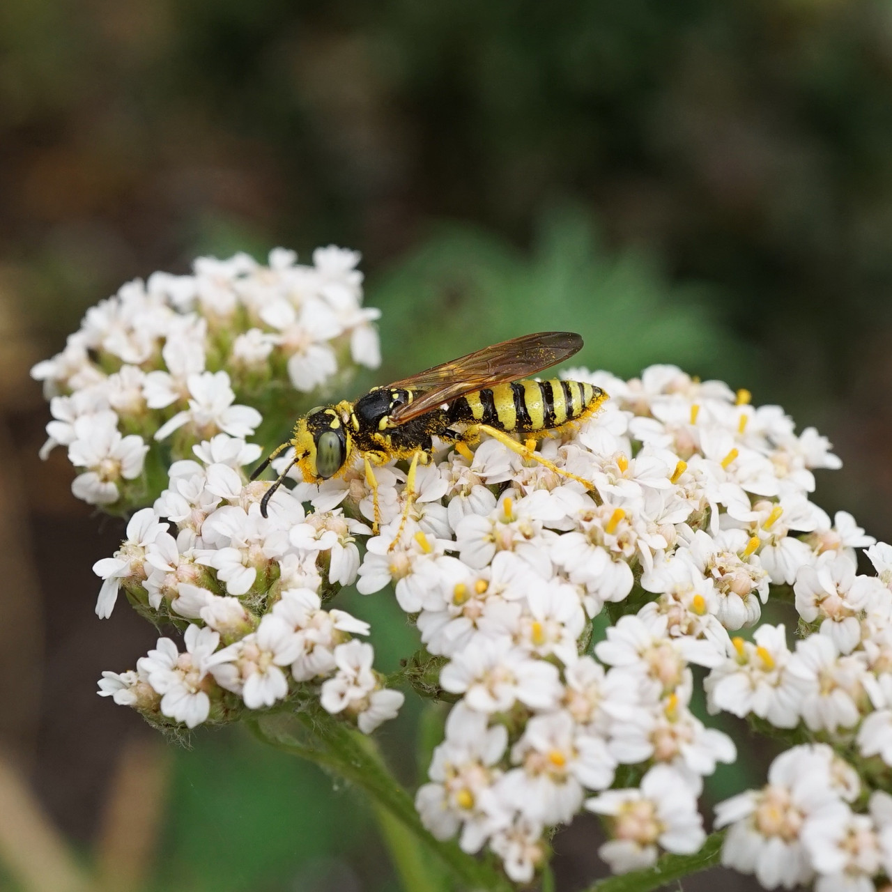 Common Yarrow (Achillea millefolium)
