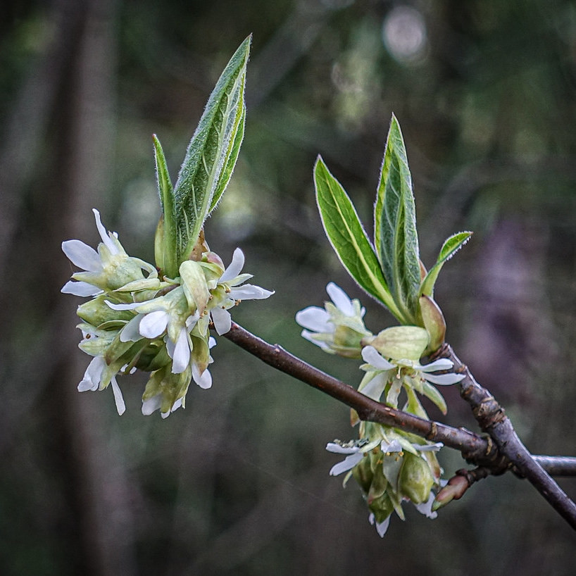 Osoberry (Oemleria cerasiformis)