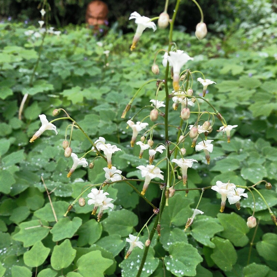 Inside Out Flower (Vancouveria hexandra)