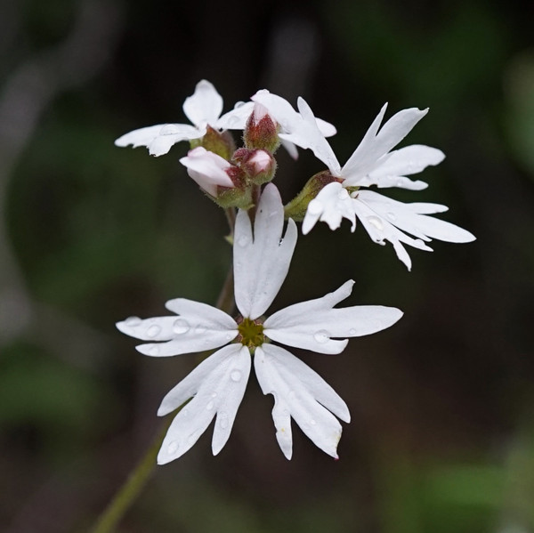 Smallflower Woodland Star (Lithophragma parviflorum)